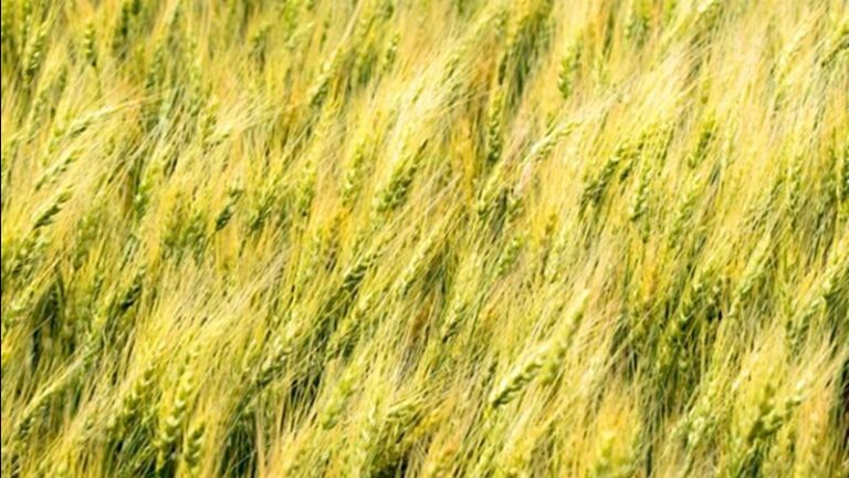 Canadian Barley Research Coalition Funds New Breeding Program - TECHRONY