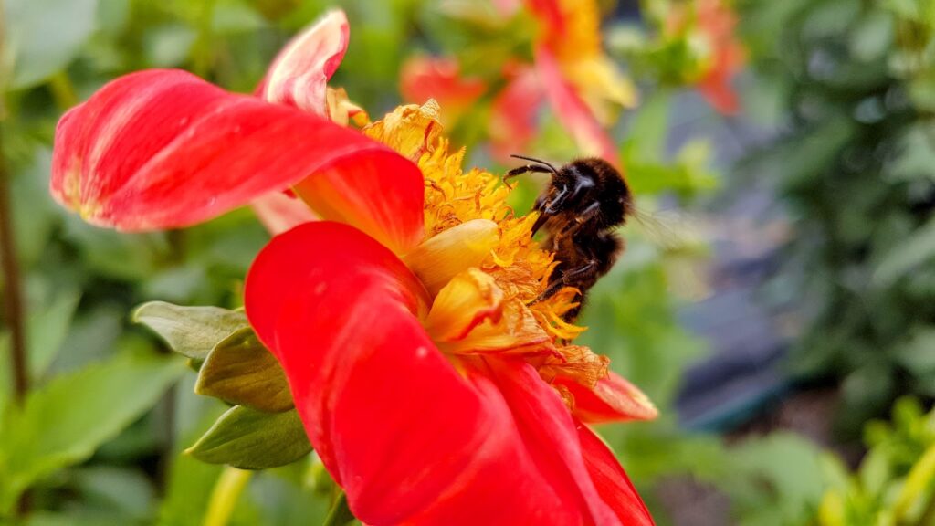 Bees' Brain Insights Propel Advances in AI Technology - TECHRONY