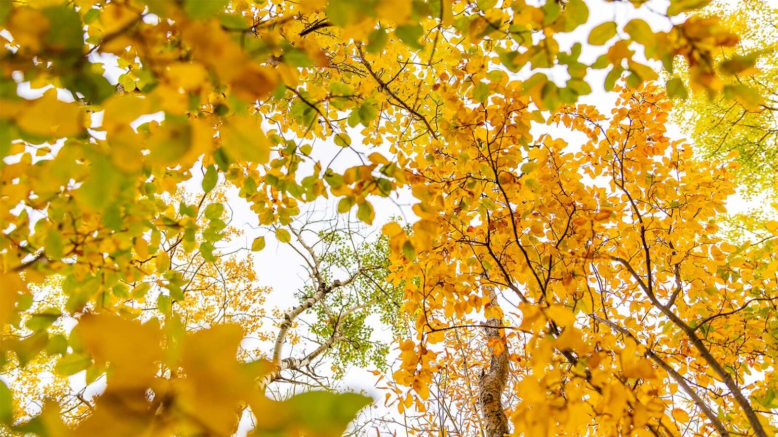 University of Alberta Study Reveals Tree Planting Trends in Small ...