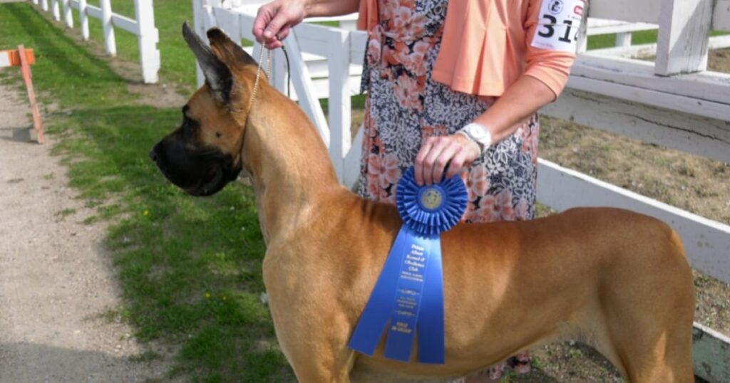 Prince Albert Dog Show Awards Top Prizes Amidst Fierce Competition ...
