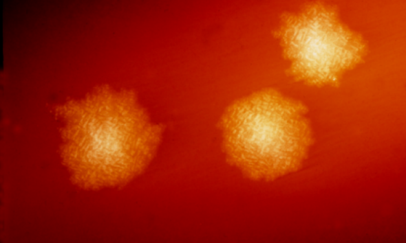 Research Reveals How Social Connections Shape Gut Bacteria - TECHRONY