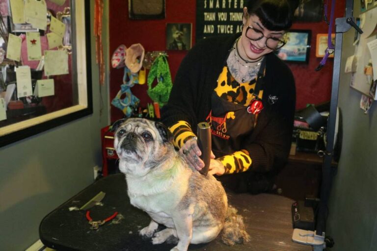 Pet Groomers Challenge Zoning Laws to Secure New Location in Langford ...