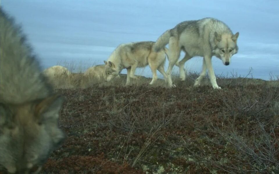 Research Project Launched to Address Declining Wolf Populations - TECHRONY