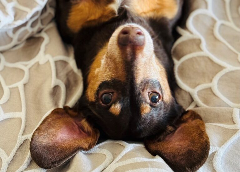 Winston the Mini Dachshund Celebrates 10 Years of Joy - TECHRONY