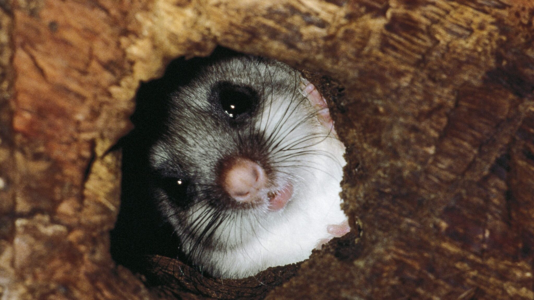 Discovering How Animals Control Body Temperature Flexibly - TECHRONY